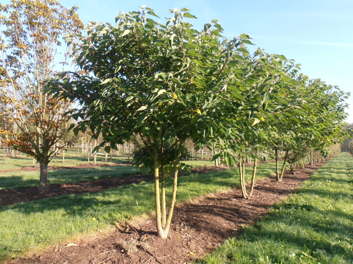Broussonetia papyrifera | Paper mulberry - Van den Berk Viviros