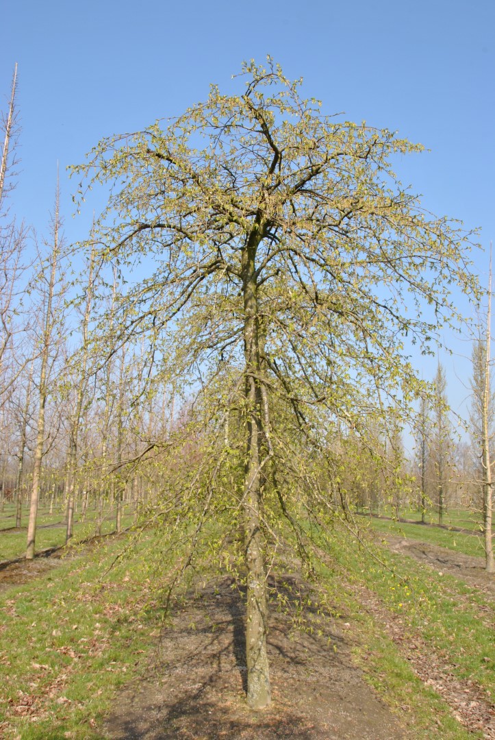 Carpinus betulus 'Pendula' | Carpinus betulus 'Pendula' - Van den Berk ...