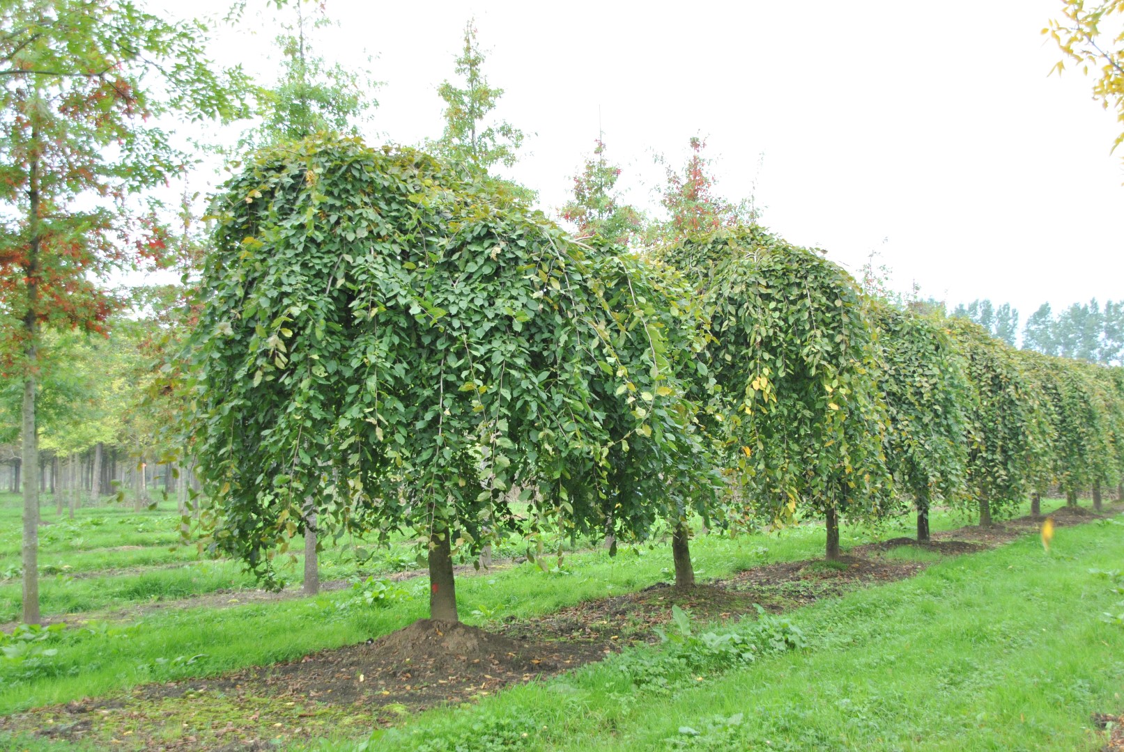 Carpinus betulus 'Pendula' | Carpinus betulus 'Pendula' - Van den Berk ...