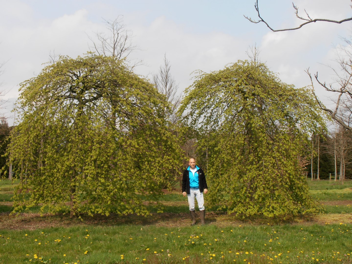 Carpinus betulus 'Pendula' | Carpinus betulus 'Pendula' - Van den Berk ...