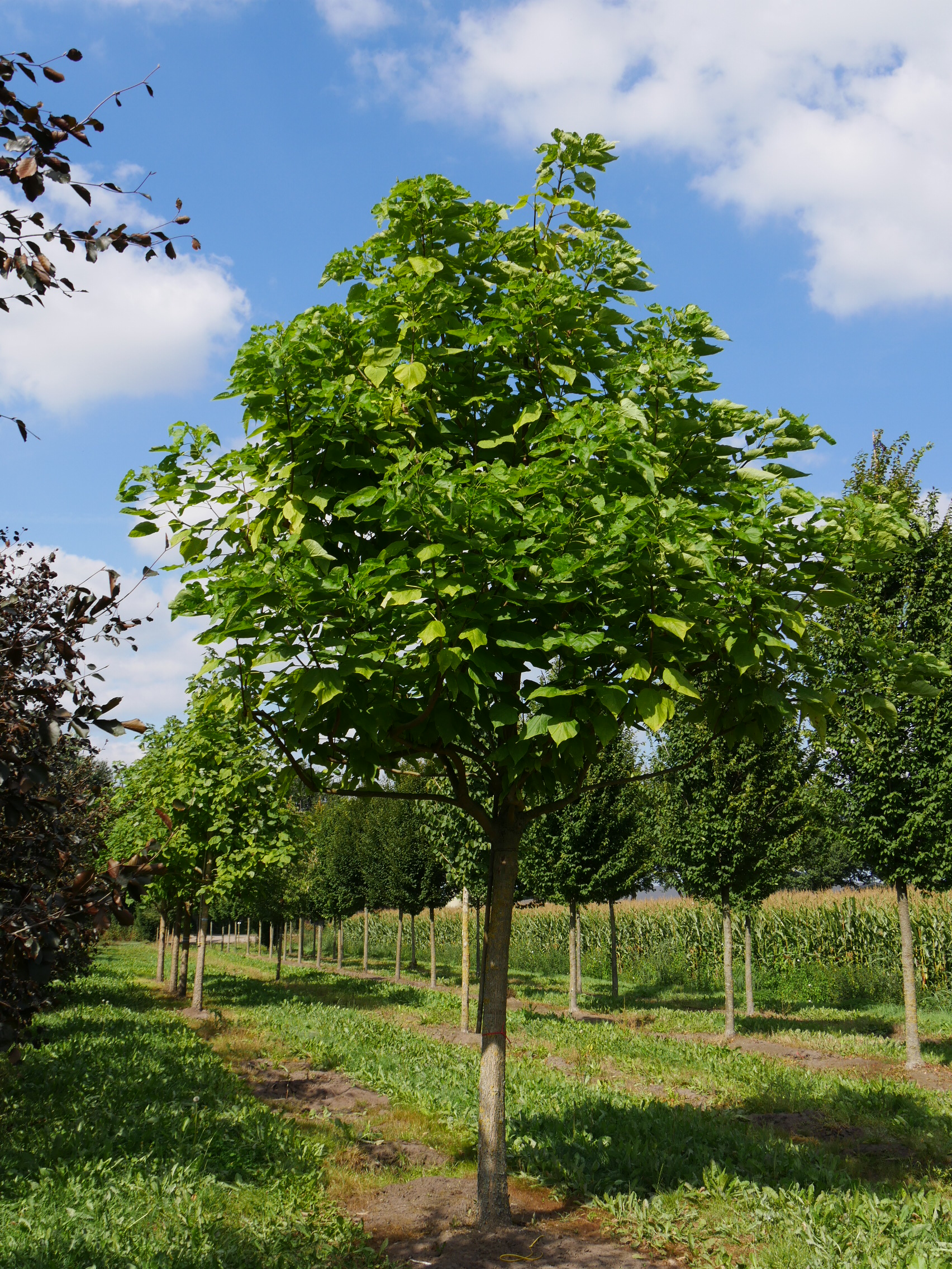 Catalpa bignonioides | Indian bean tree, Southern Catalpa - Van den ...