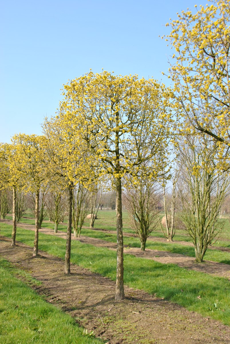 Cornus mas | Cornelian cherry - Van den Berk Viviros