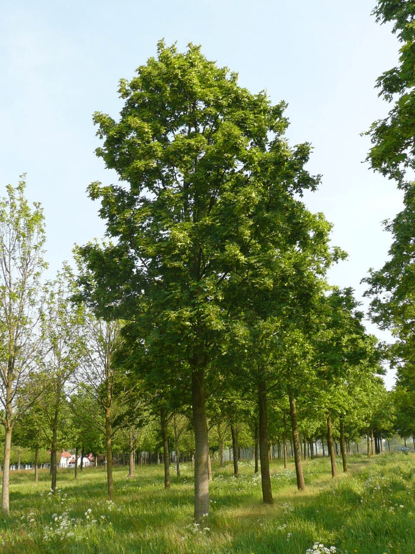Acer Platanoides Norway Maple Van Den Berk Viviros