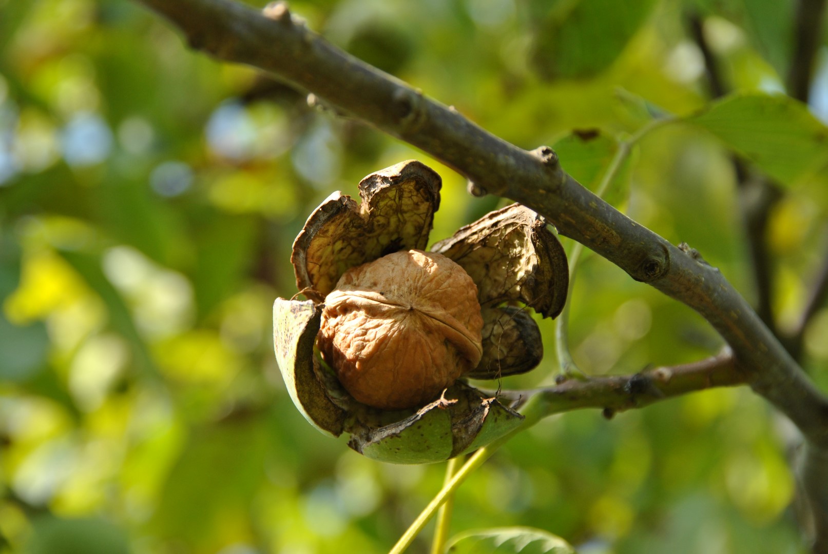Juglans regia | Common walnut - Van den Berk Viviros