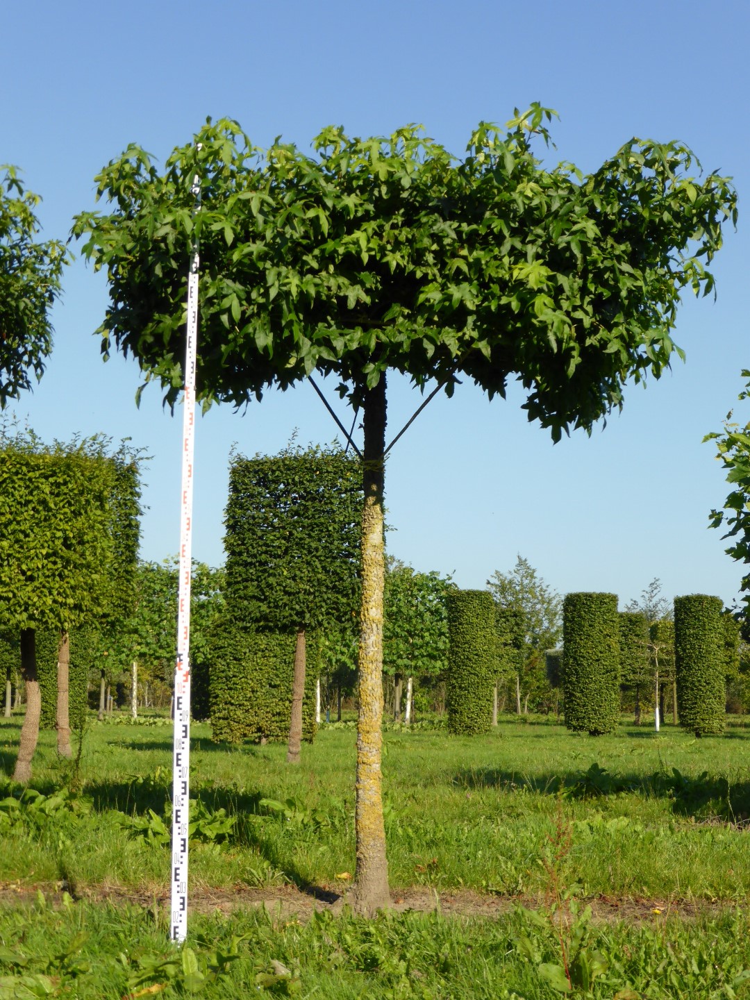 Liquidambar styraciflua | American red gum, Sweet gum - Van den Berk ...