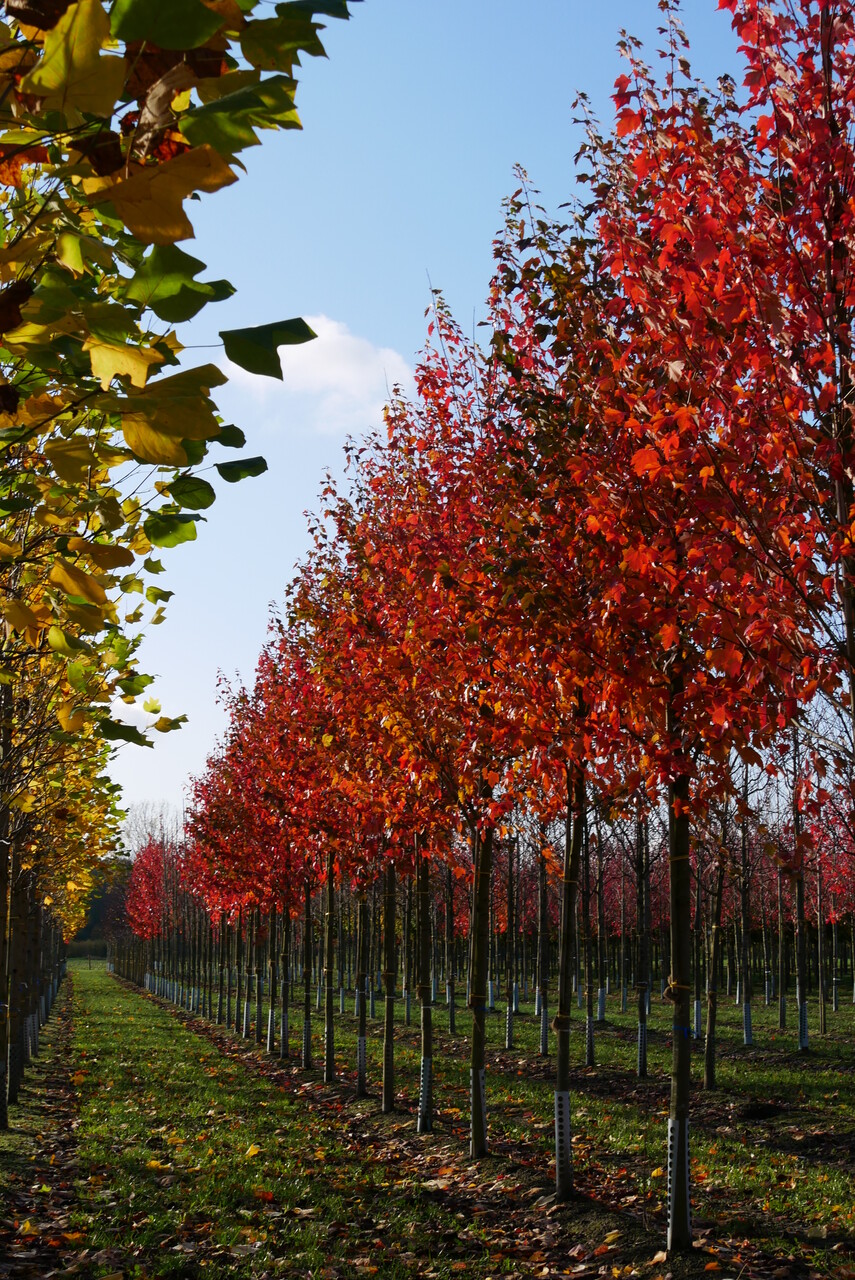Acer rubrum | Red maple, Scarlet maple, Swamp maple - Van den Berk Viviros