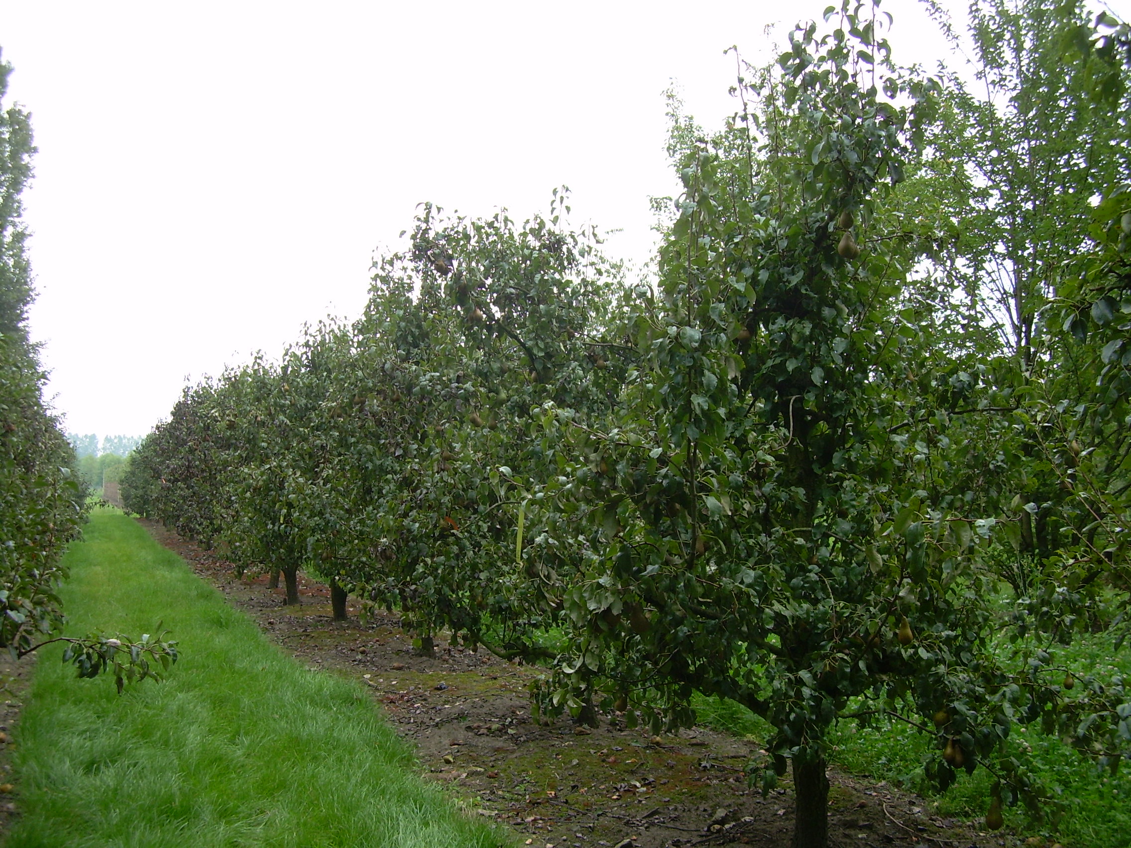 Pyrus communis 'Doyenné de Comice' | Pyrus communis 'Doyenné de Comice ...