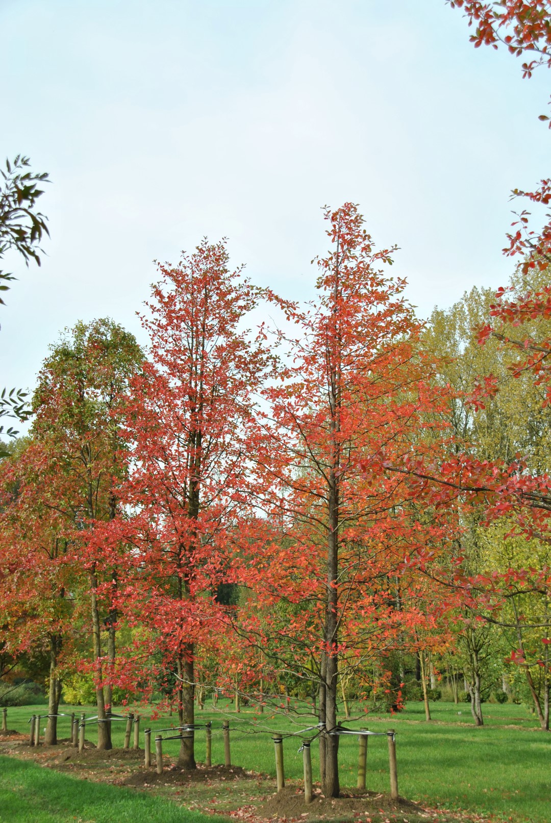 Nyssa sylvatica | Black tupelo, Black gum - Van den Berk Viviros