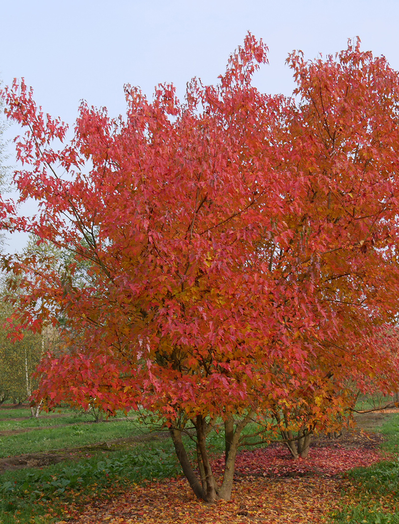 Acer tataricum subsp. ginnala | Amur maple - Van den Berk Viviros