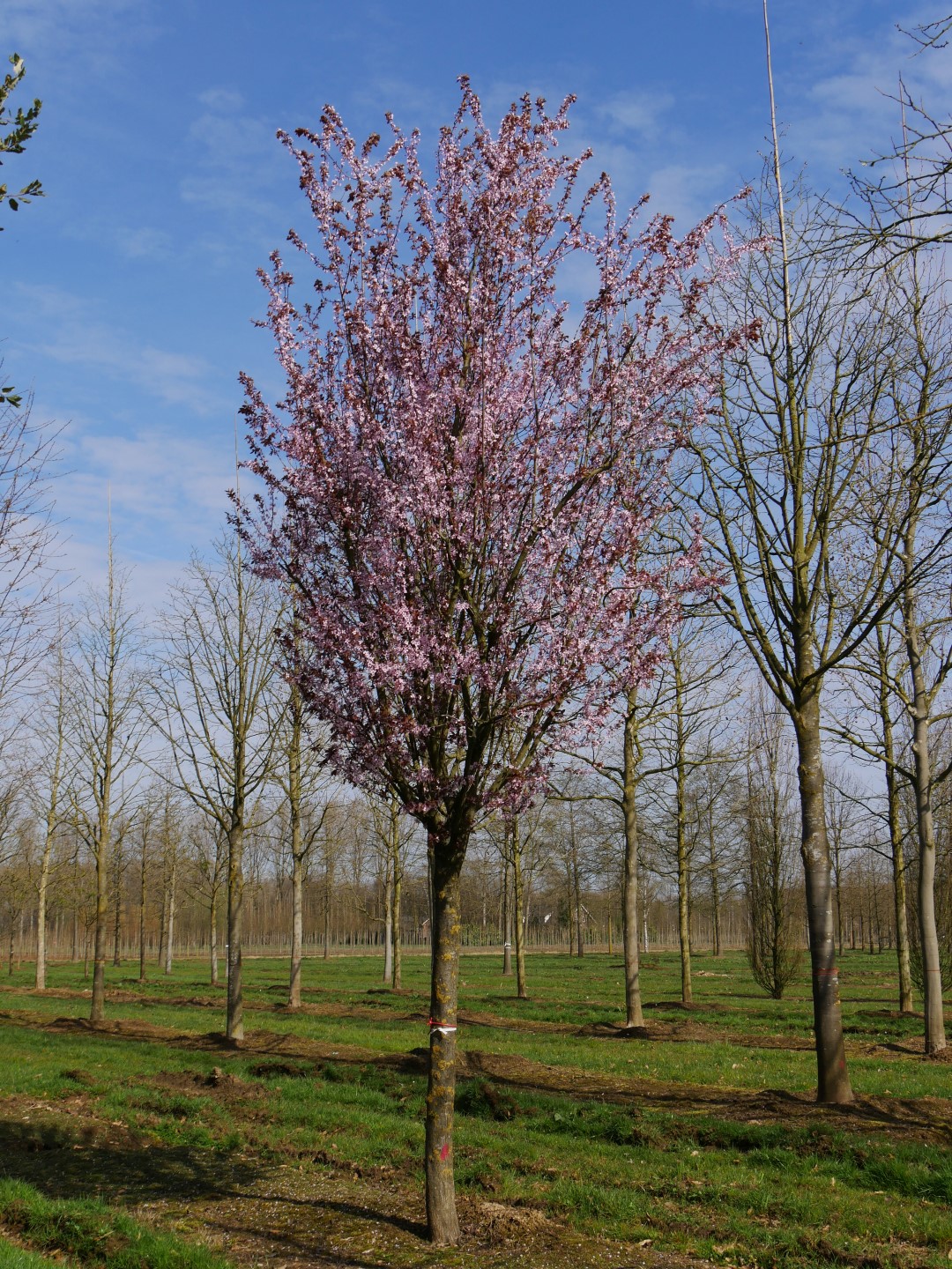 Prunus cerasifera 'Nigra' | Myrobalan plum, Cherry plum - Van den Berk ...