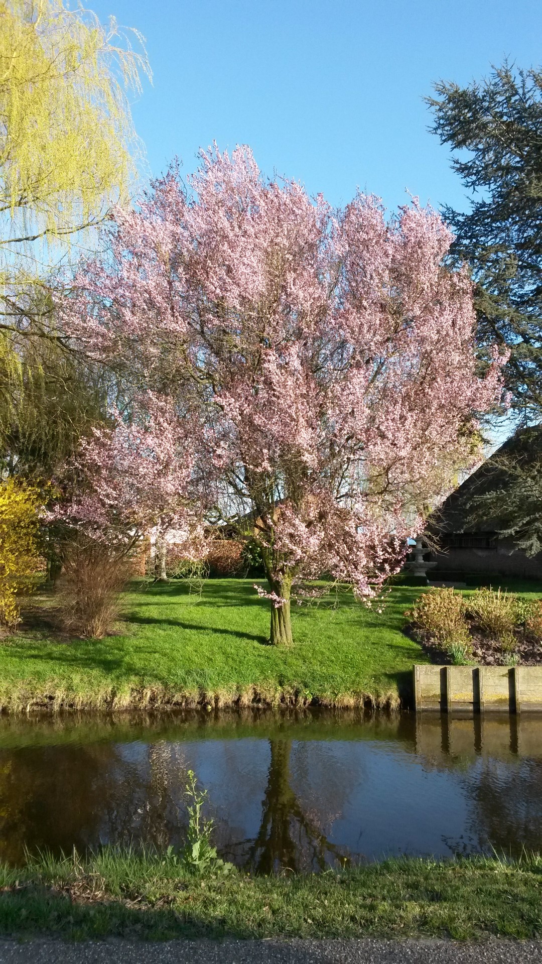 Prunus cerasifera 'Nigra' | Myrobalan plum, Cherry plum - Van den Berk ...