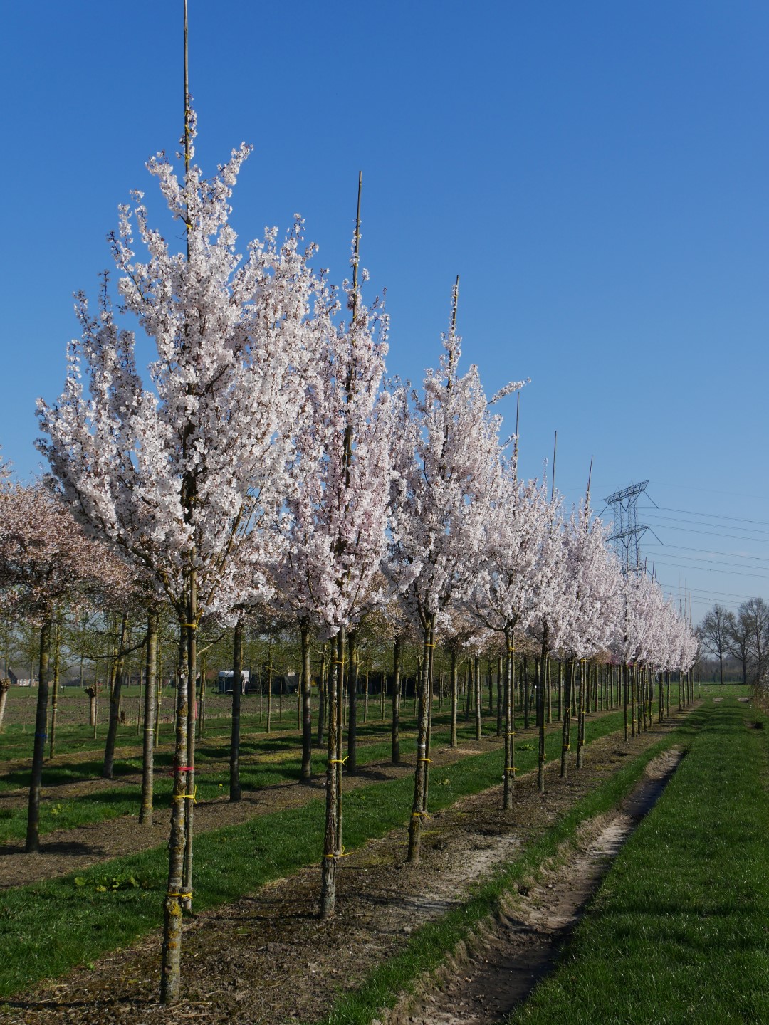 Prunus 'The Bride' | Prunus 'The Bride' - Van den Berk Viviros