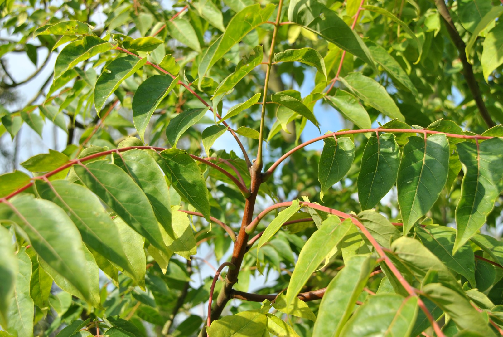 Ailanthus altissima | Tree of heaven - Van den Berk Viviros