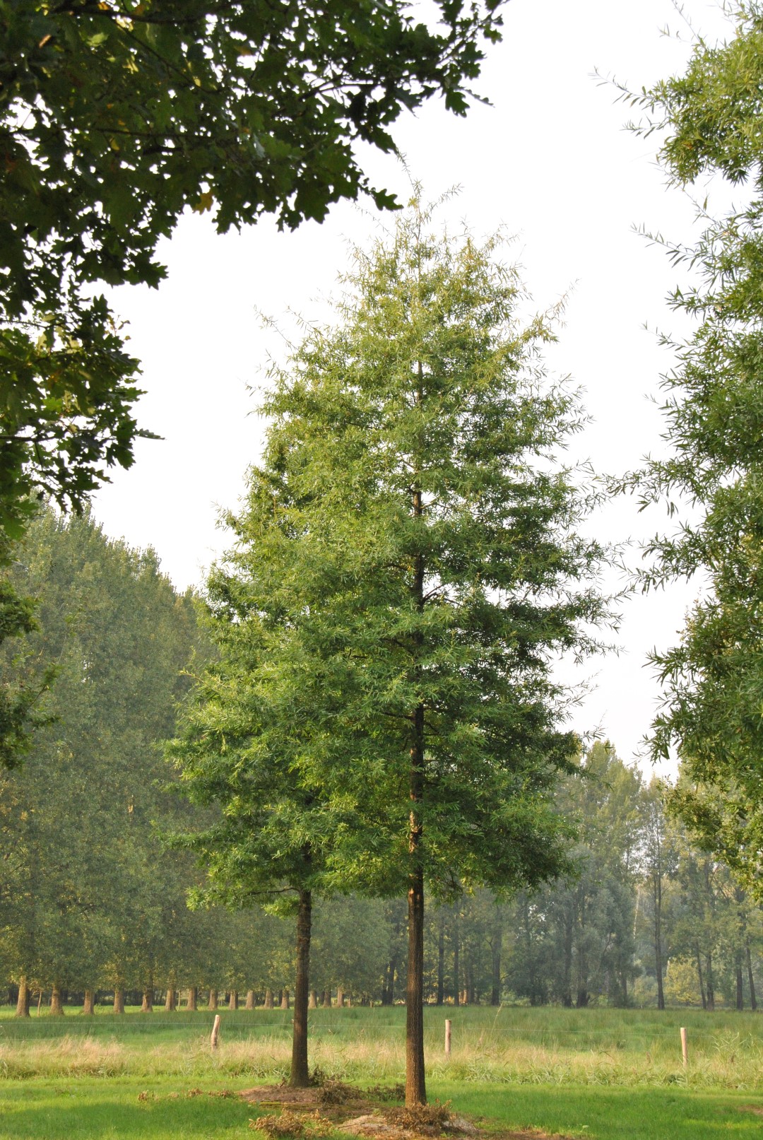 Quercus phellos | Willow oak - Van den Berk Viviros