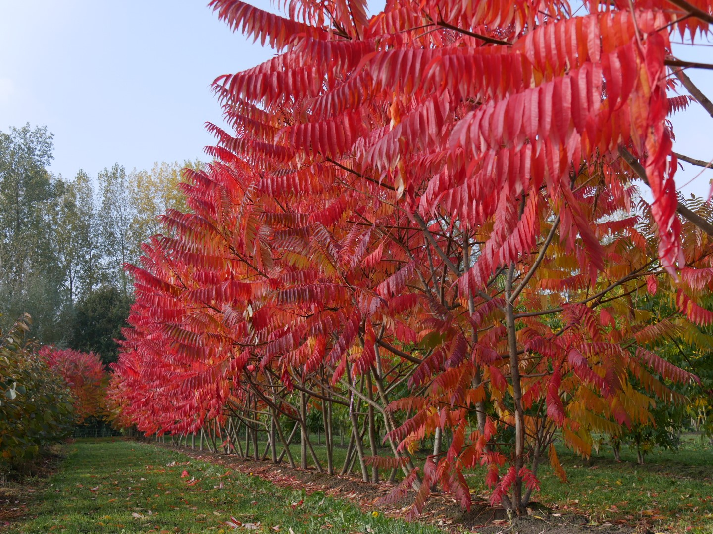 Rhus typhina | Rhus typhina - Van den Berk Viviros