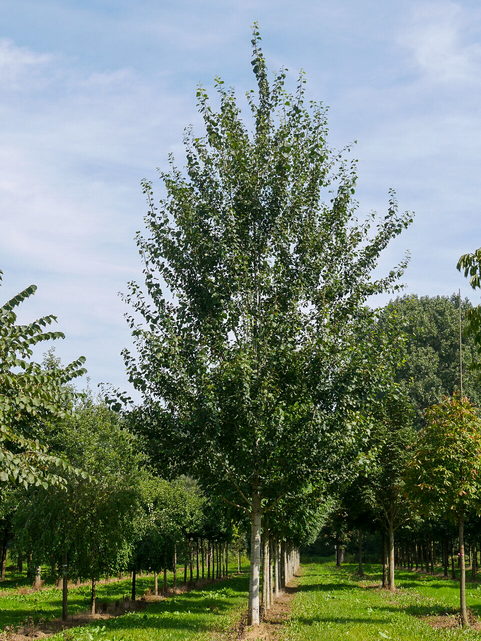 Populus tremula 'Tapiau' | Populus tremula 'Tapiau' - Van den Berk Viviros