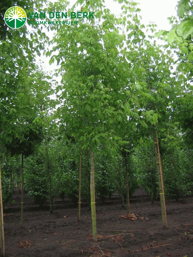 Acer negundo | Box elder, Ash-leafed maple - Van den Berk Viviros