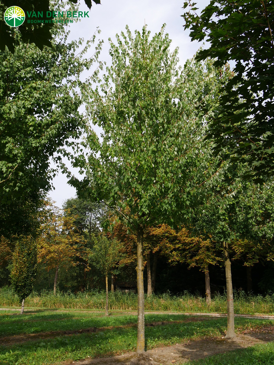 Acer rubrum | Red maple, Scarlet maple, Swamp maple - Van den Berk Viviros