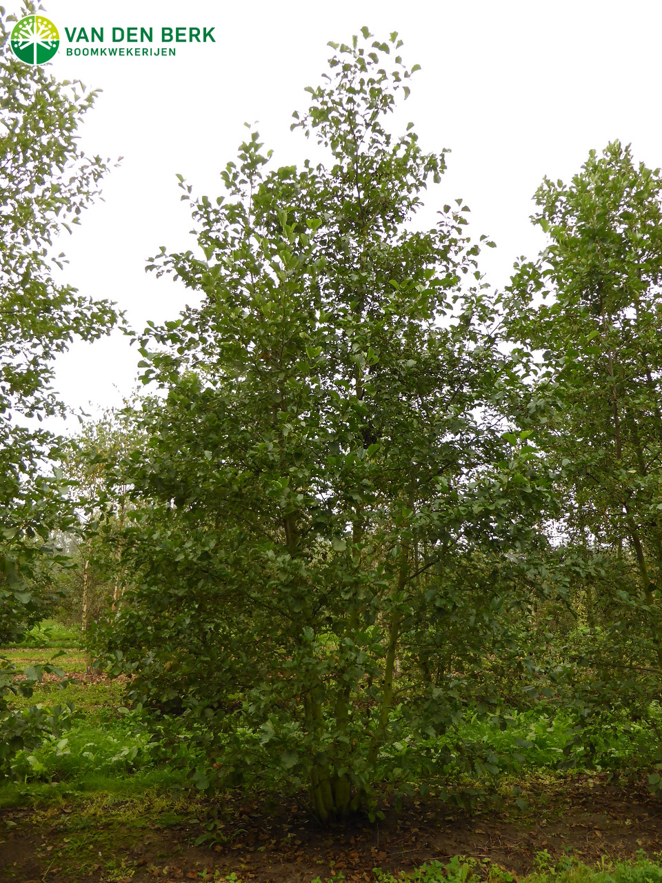 Alnus glutinosa | Common alder - Van den Berk Viviros