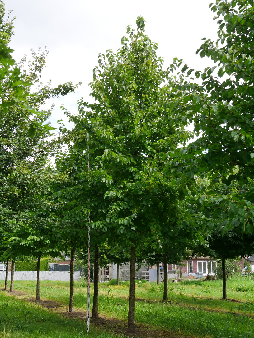 Corylus colurna | Turkish hazel, Turkish filbert - Van den Berk Viviros