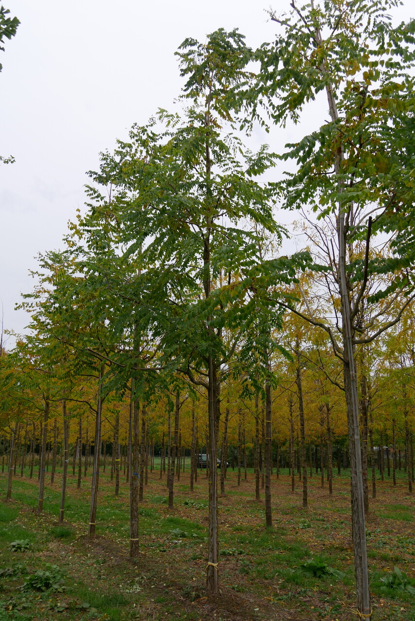Gymnocladus dioica | Kentucky coffee tree - Van den Berk Viviros
