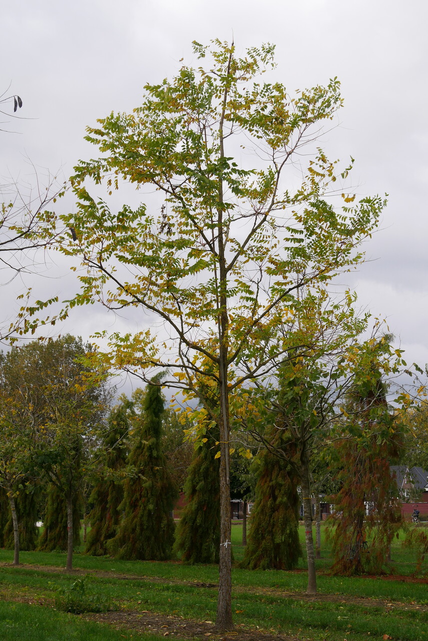 Gymnocladus dioica | Kentucky coffee tree - Van den Berk Viviros