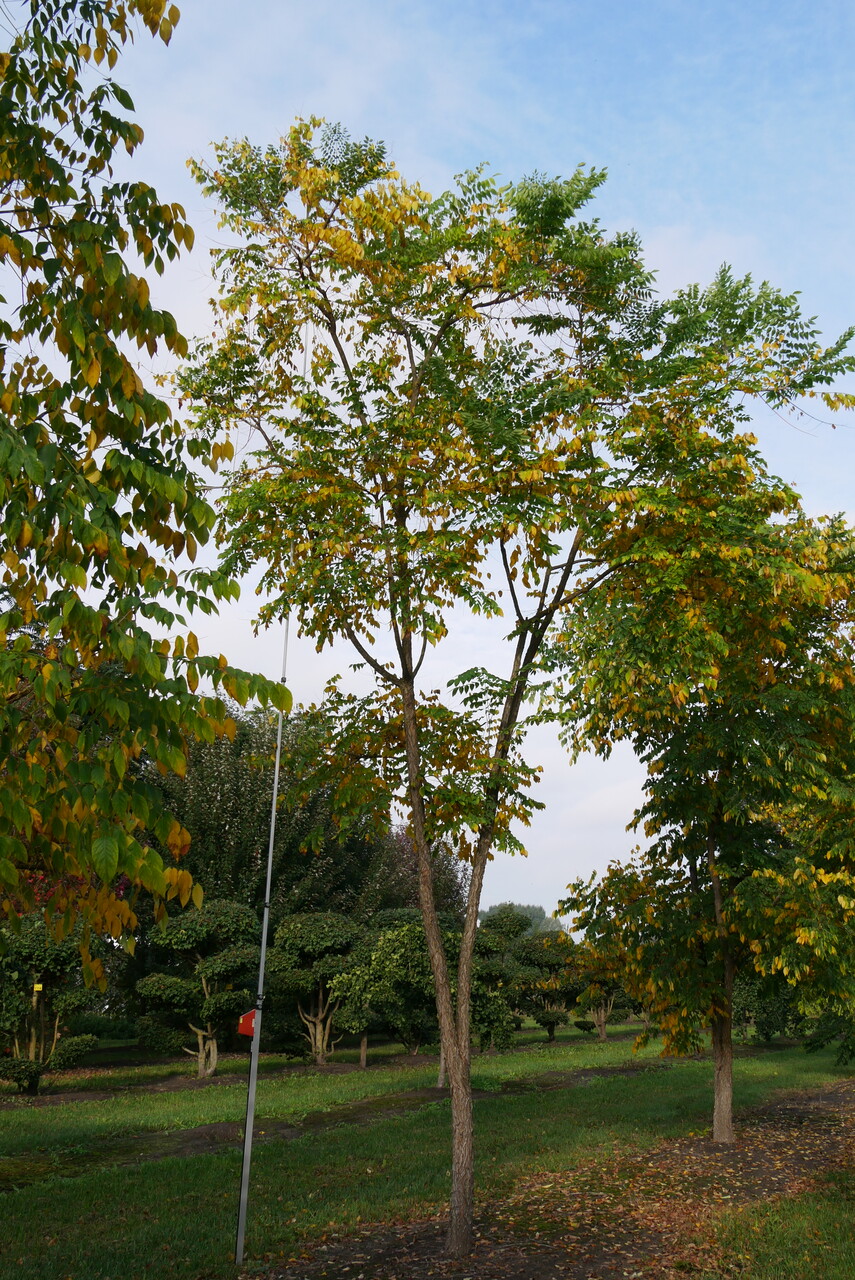 Gymnocladus dioica | Kentucky coffee tree - Van den Berk Viviros