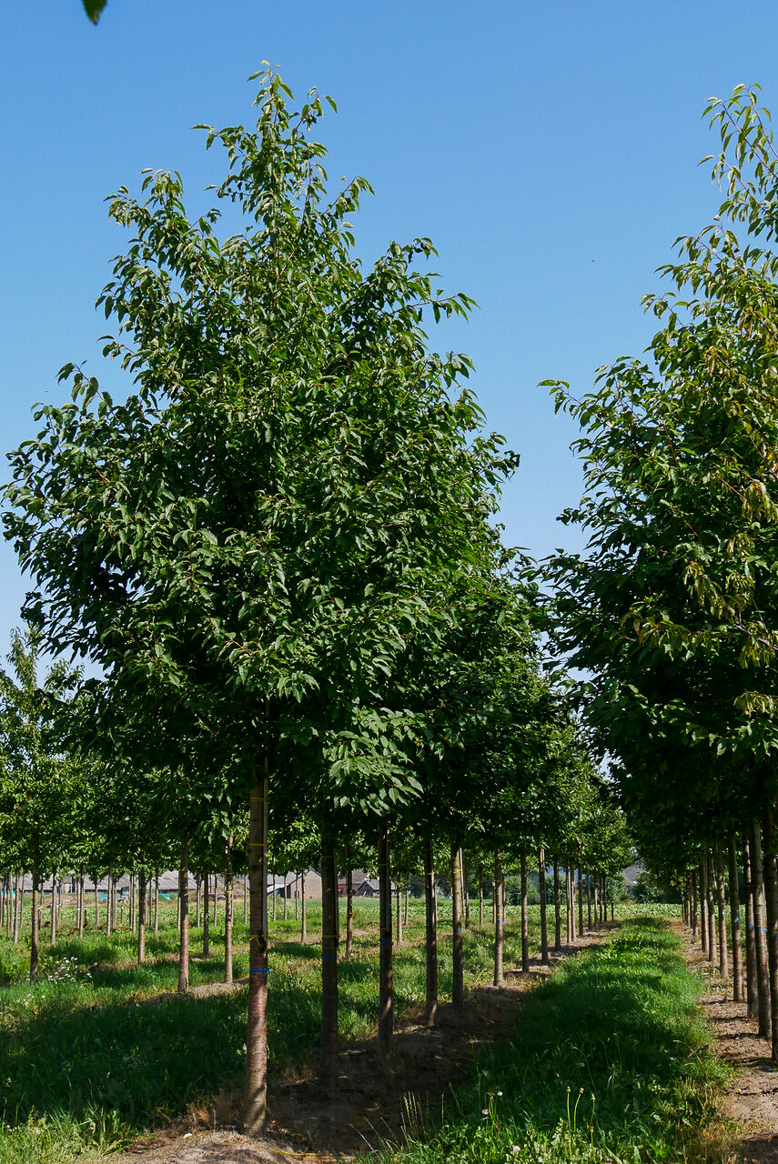Prunus avium 'Plena' | Prunus avium 'Plena' - Van den Berk Viviros