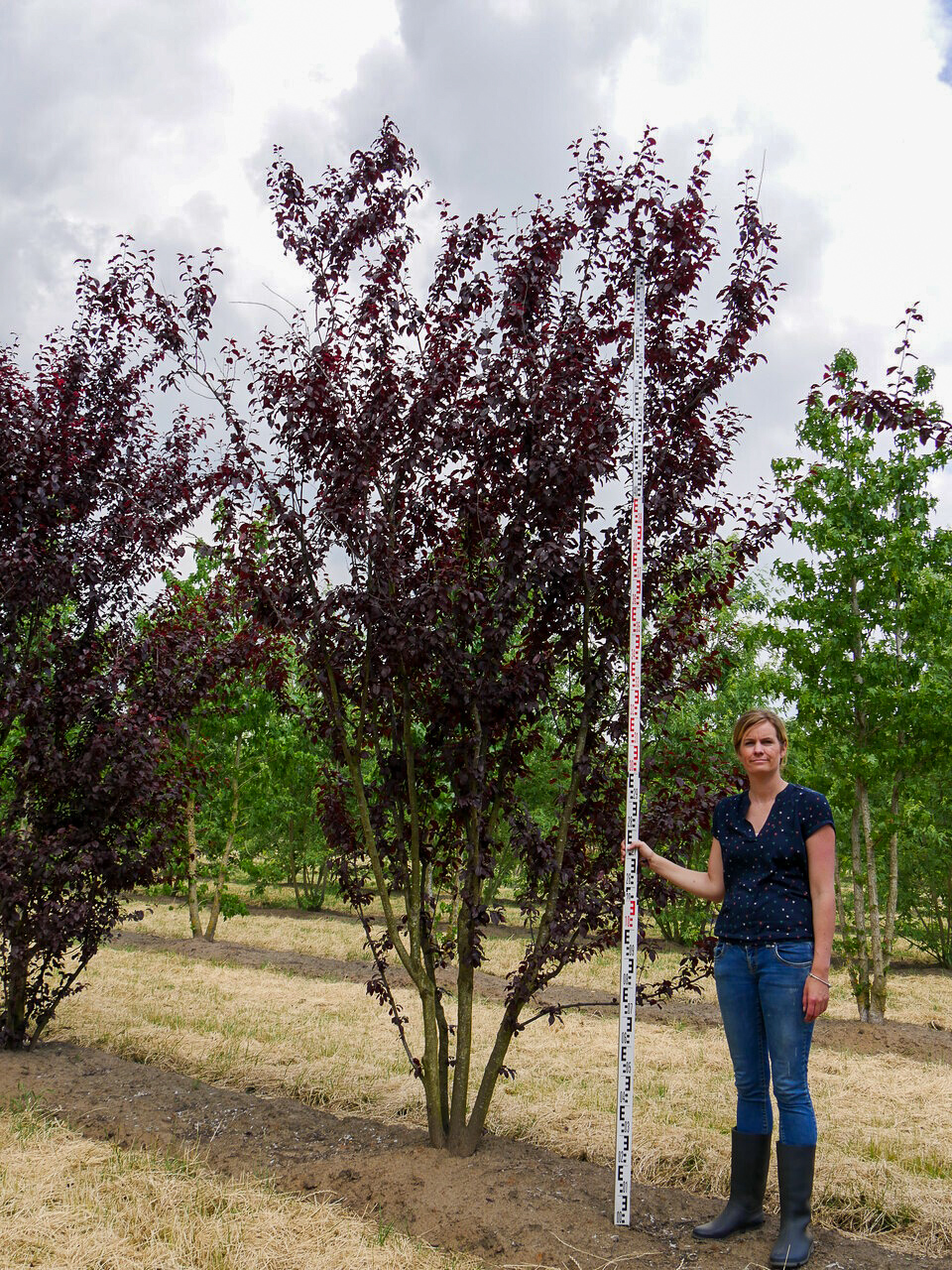 Prunus cerasifera 'Nigra' | Myrobalan plum, Cherry plum - Van den Berk ...