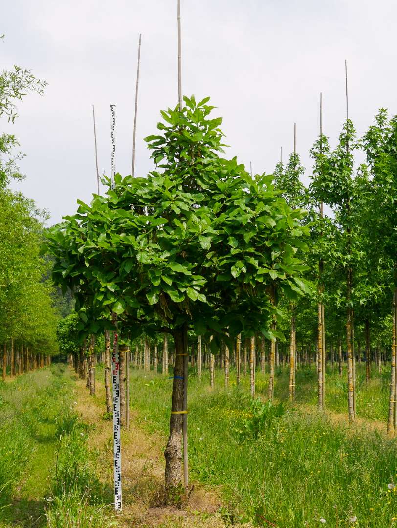 Quercus pontica | Armenian oak, Pontine oak - Van den Berk Viviros