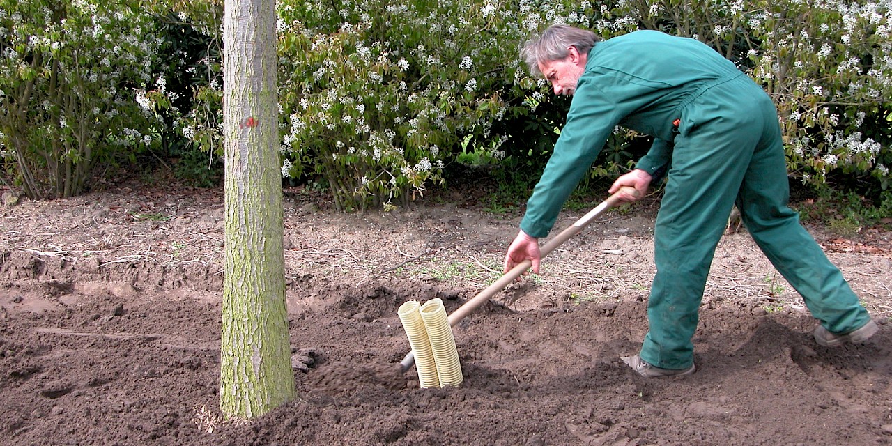 Plantando árboles
