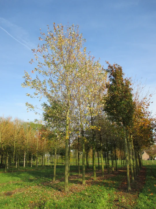 Acer ×freemanii 'Elegant' | Acer ×freemanii 'Elegant' - Van den Berk ...