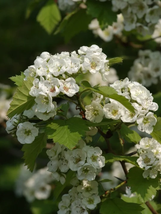 Crataegus coccinea | Crataegus coccinea - Van den Berk Viviros