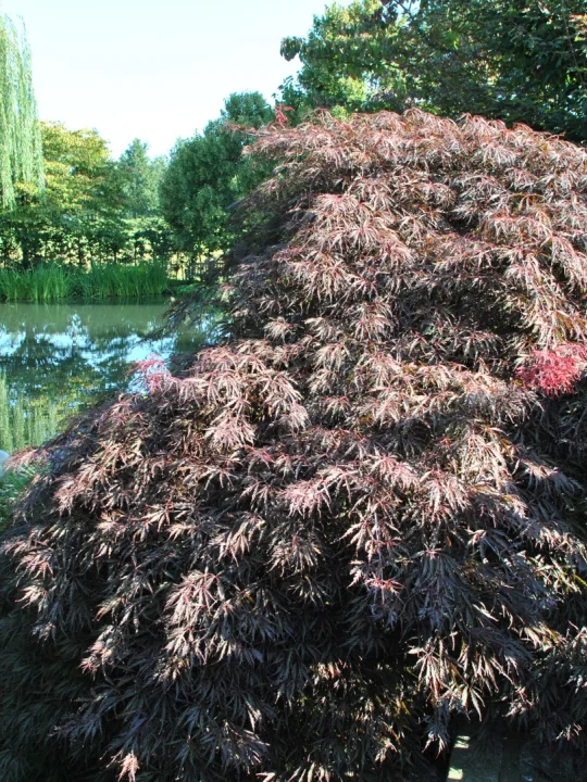 Acer palmatum 'Inaba-shidare' | Acer palmatum 'Inaba-shidare' - Van den ...