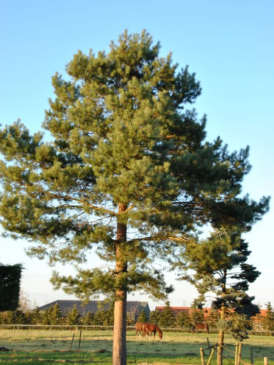 Pinus sylvestris | Scotch pine, Scots pine - Van den Berk Viviros