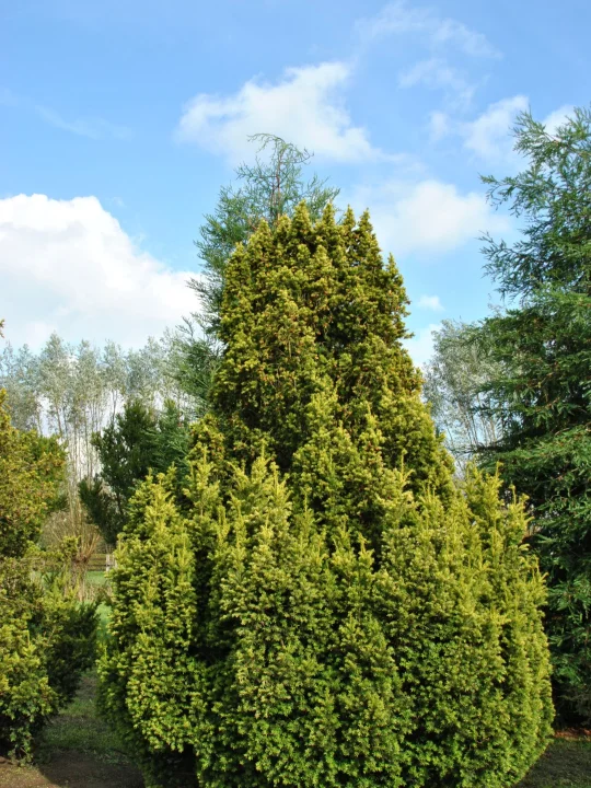 Taxus baccata f. aurea | Taxus baccata f. aurea - Van den Berk Viviros