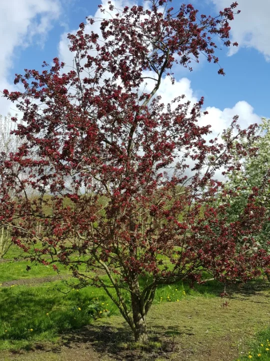 Malus 'Red Silver' | Malus 'Red Silver' - Van den Berk Viviros