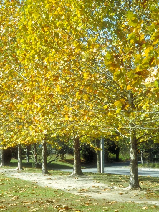 Platanus occidentalis | American plane tree, Western plane, Buttonball ...