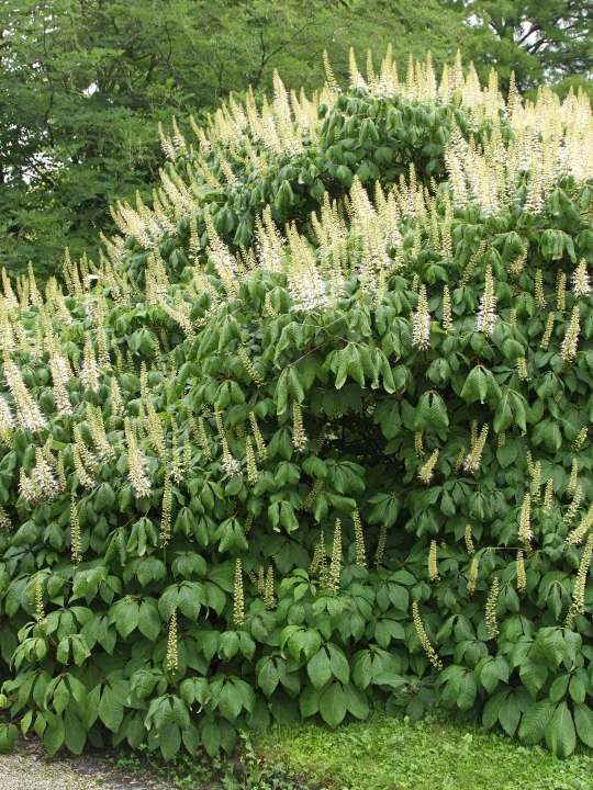 Aesculus parviflora | Dwarf buckeye - Van den Berk Viviros