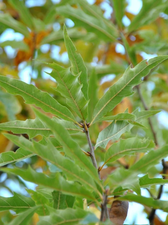 Quercus ×heterophylla | Bartram’s oak - Van den Berk Viviros