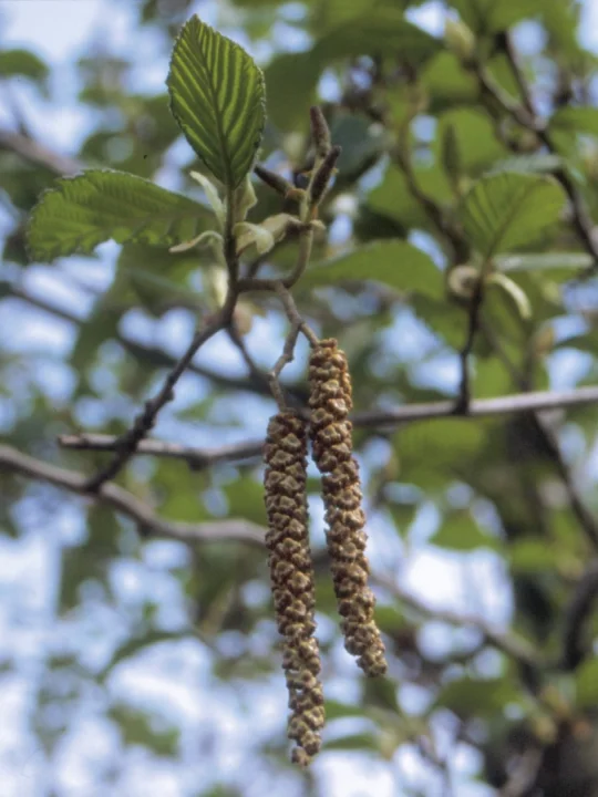 Alnus rubra | Red alder, Oregon alder - Van den Berk Viviros
