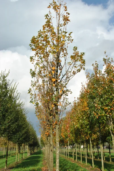 Acer saccharum 'Newton Sentry' | Columnar sugar maple - Van den Berk ...