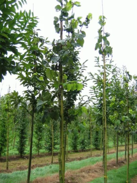 Morus nigra | Black mulberry - Van den Berk Viviros