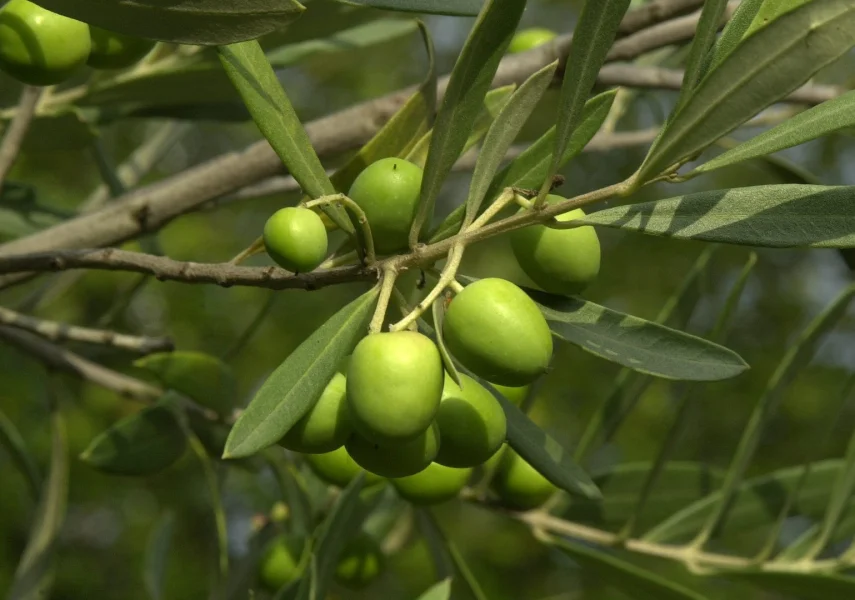 Olea europaea | Olive - Van den Berk Viviros