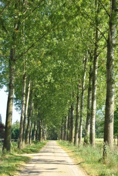 Populus ×canadensis 'Robusta' | False Lombardy poplar - Van den Berk ...