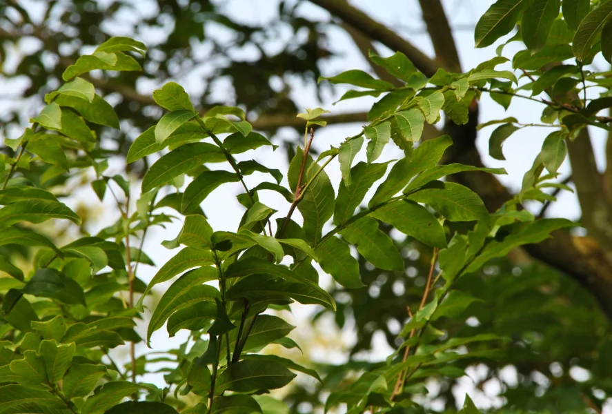 Pterocarya stenoptera | Chinese wing nut - Van den Berk Viviros
